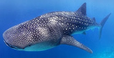 LARGEST ANIMALS | BIOZOOM